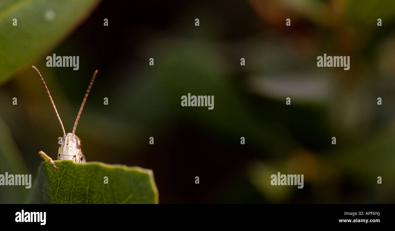 At cricket hi hi-res stock photography and images - Alamy