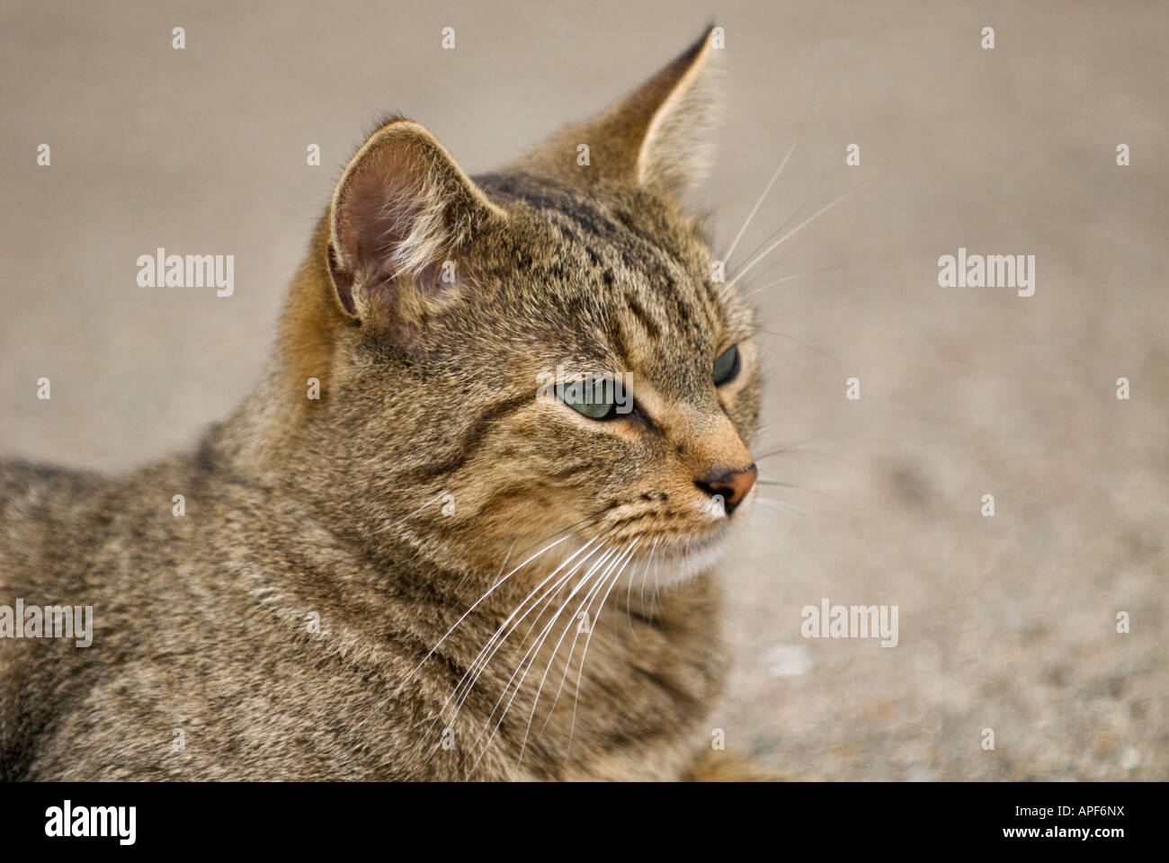 Portrait of Gray Tabby Cat Stock Photo - Alamy
