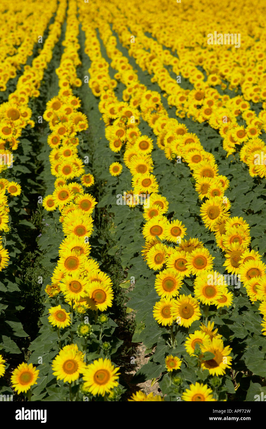 Sunflowers Provence France Stock Photo - Alamy
