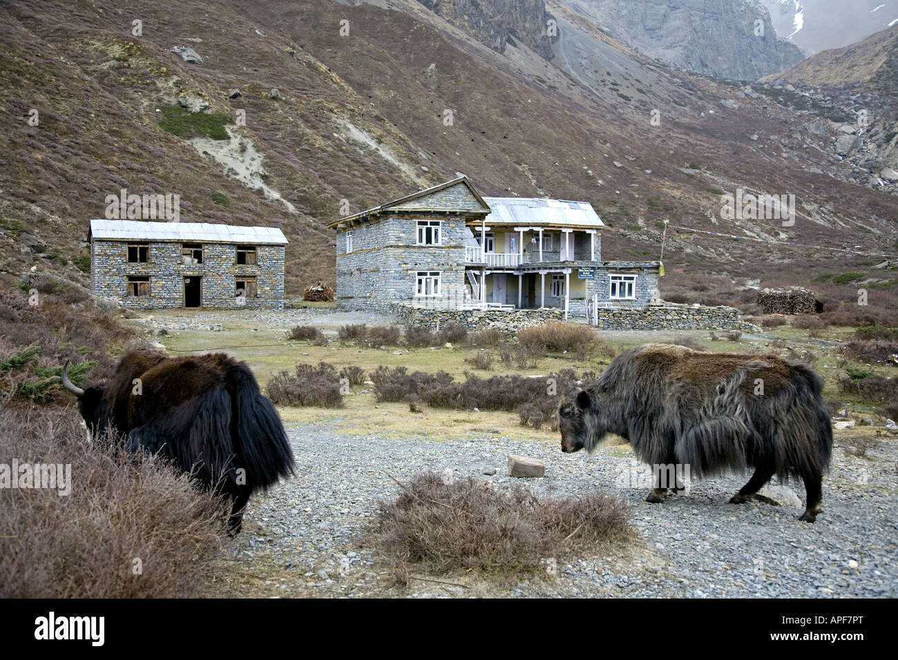 Tilicho basecamp hotel and yaks. Annapurna circuit trek. Nepal Stock ...
