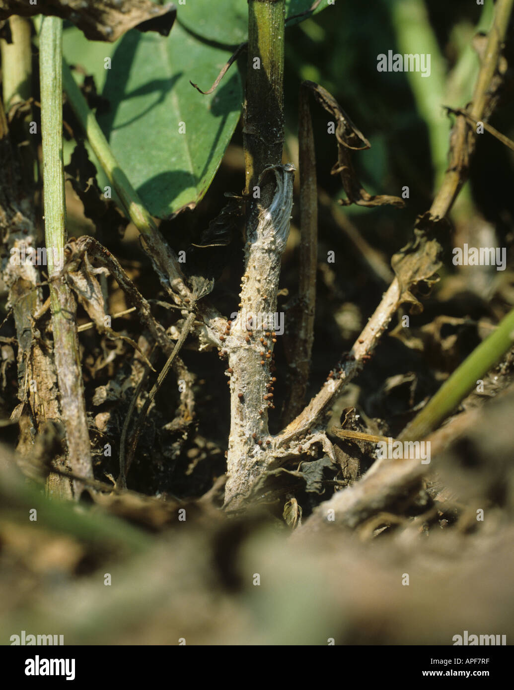 Black rot Cylindrocladium crotalariae perithecia on the stem base of ...