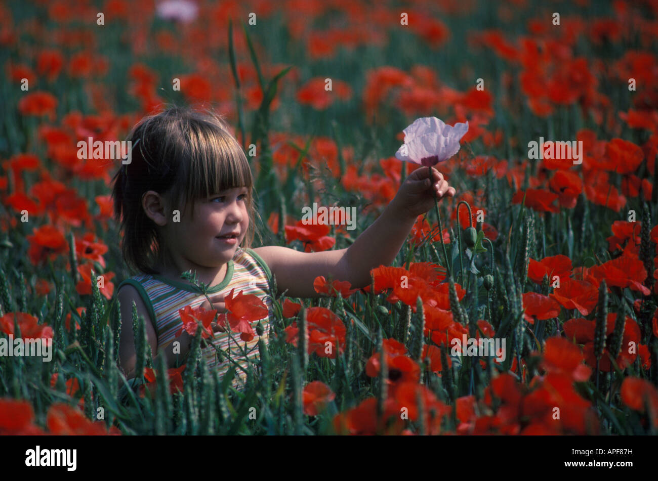 child looking at a flower in a field of poppies Stock Photo - Alamy