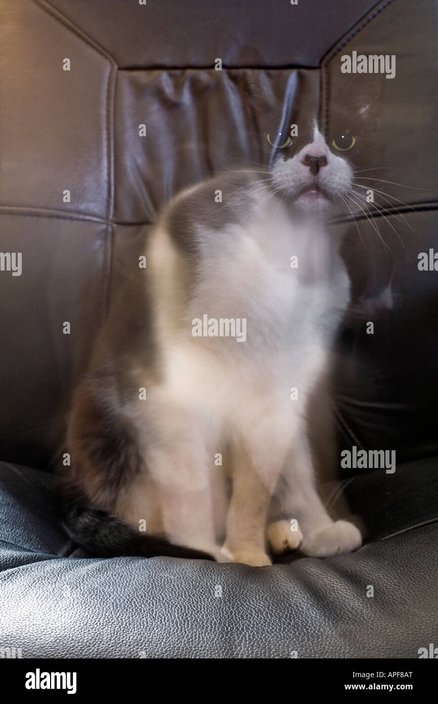 A ghostly image of Eric the cat Stock Photo - Alamy