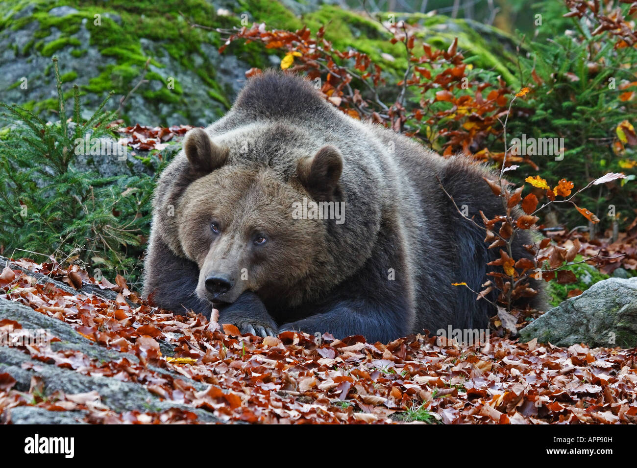 European Brown Bear (Ursus arctos) lying in autumn leaves Stock Photo ...