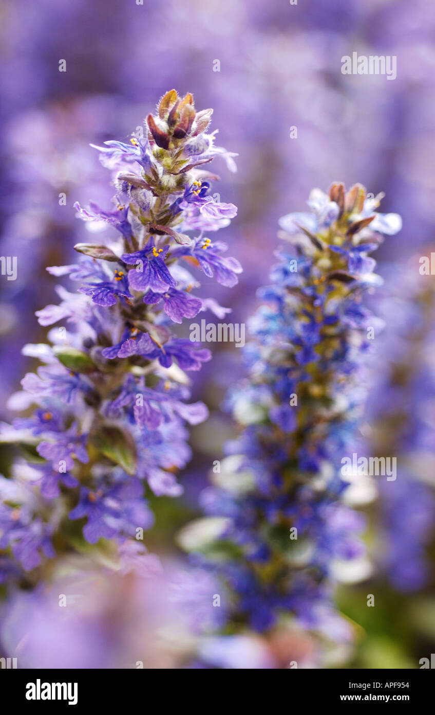 Gypsy weed hi-res stock photography and images - Alamy