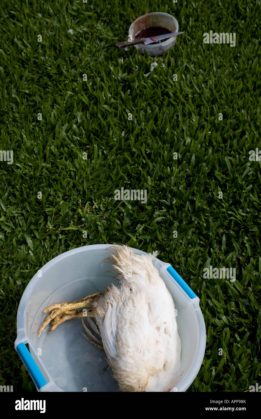 Killing hen daily life at farm Stock Photo - Alamy
