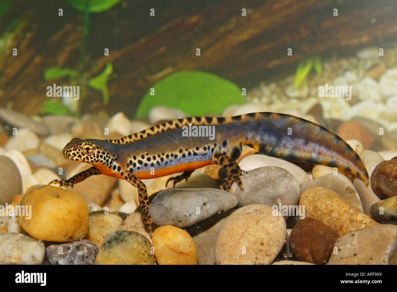 Alpine Newt (Triturus alpestris) male during mating season Stock Photo ...
