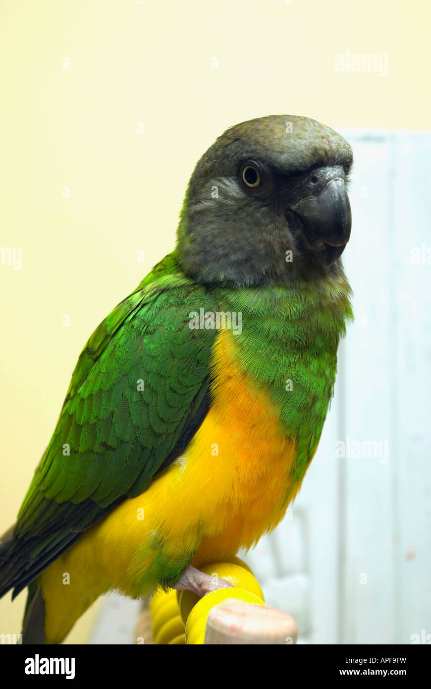 Parrot on a stick hi-res stock photography and images - Alamy