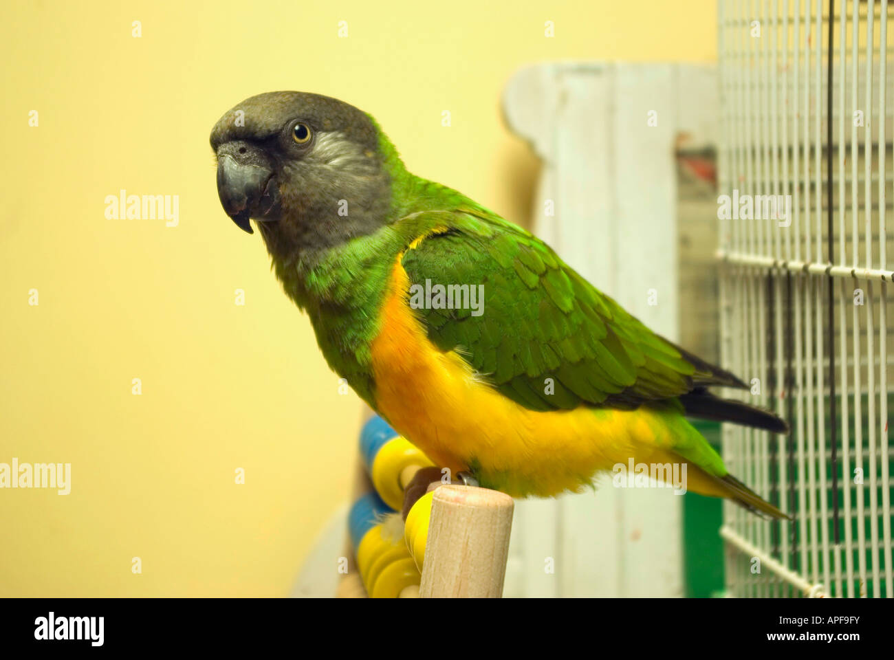 Keep parrot hi-res stock photography and images - Alamy