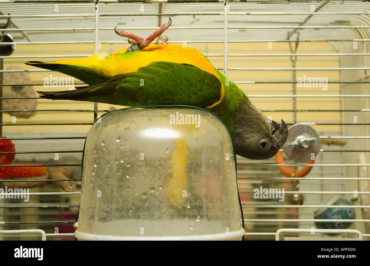 Dead Parrot High Resolution Stock Photography and Images - Alamy