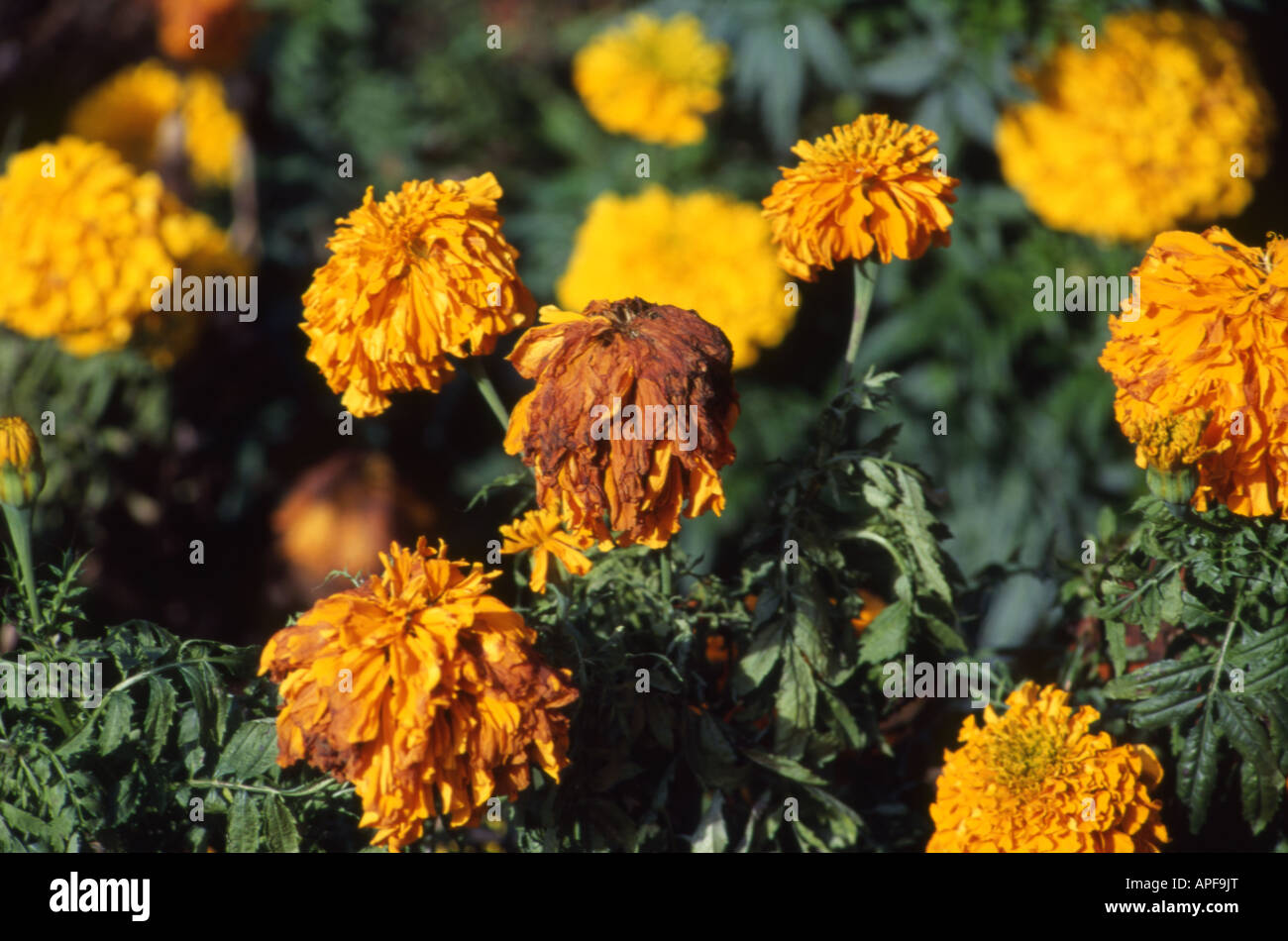 Withered Asteraceae Orange Marigold flowers Stock Photo - Alamy