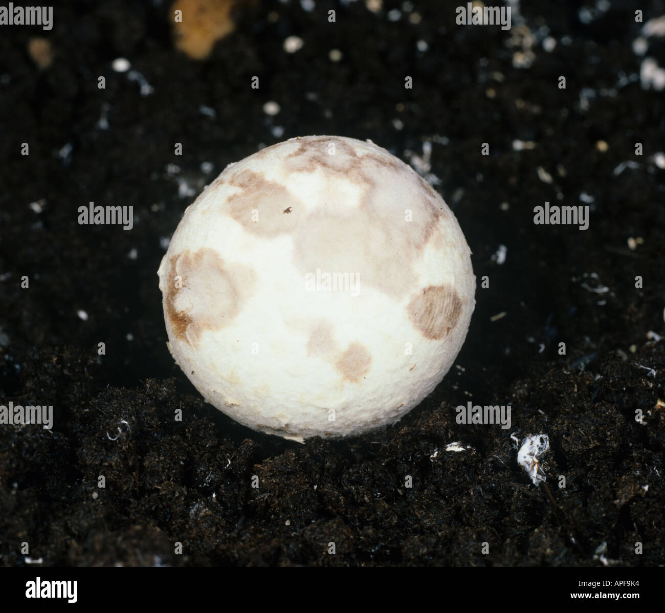Early symptom of dry bubble disease Verticillium fungicola on ...