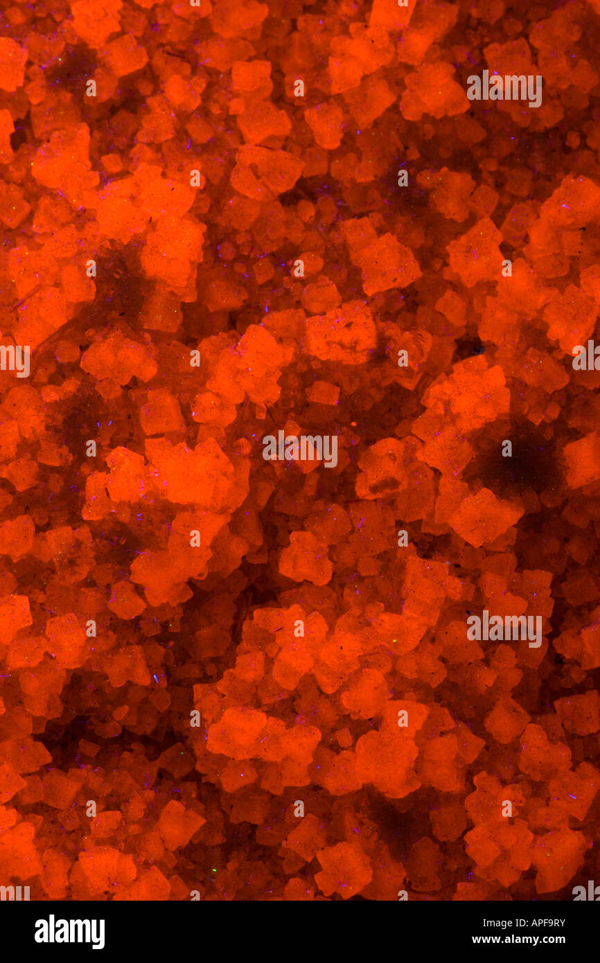 Fluorescent Mineral Halite - Australia - Photographed under UV light ...