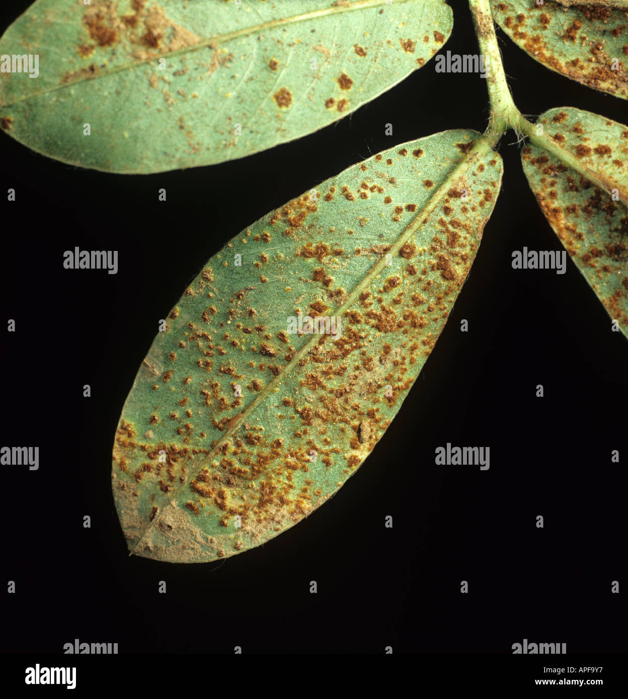 Peanut rust Puccinia arachidis pustules on peanut leaf underside Stock ...