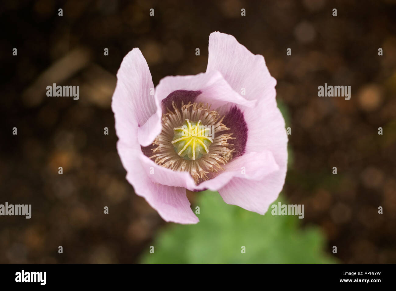 close-up of pink poppy head Stock Photo - Alamy