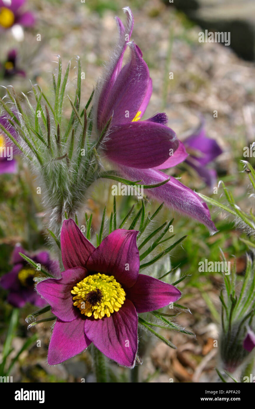 Flowers of garden alpine plant Pulsatilla vulgaris or Pasque Flower ...