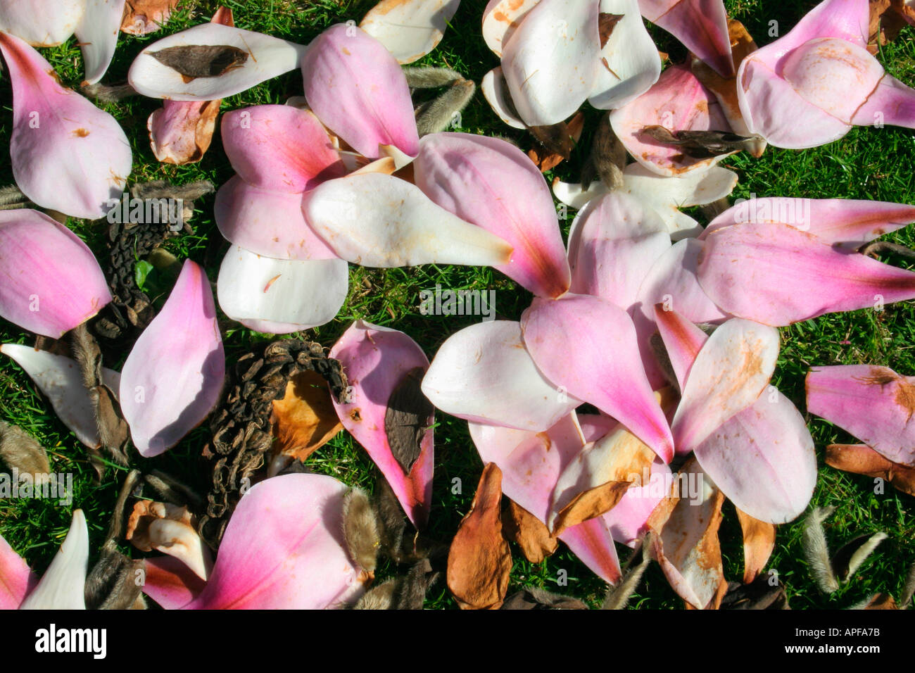 Scattered flowers on ground hi-res stock photography and images - Alamy