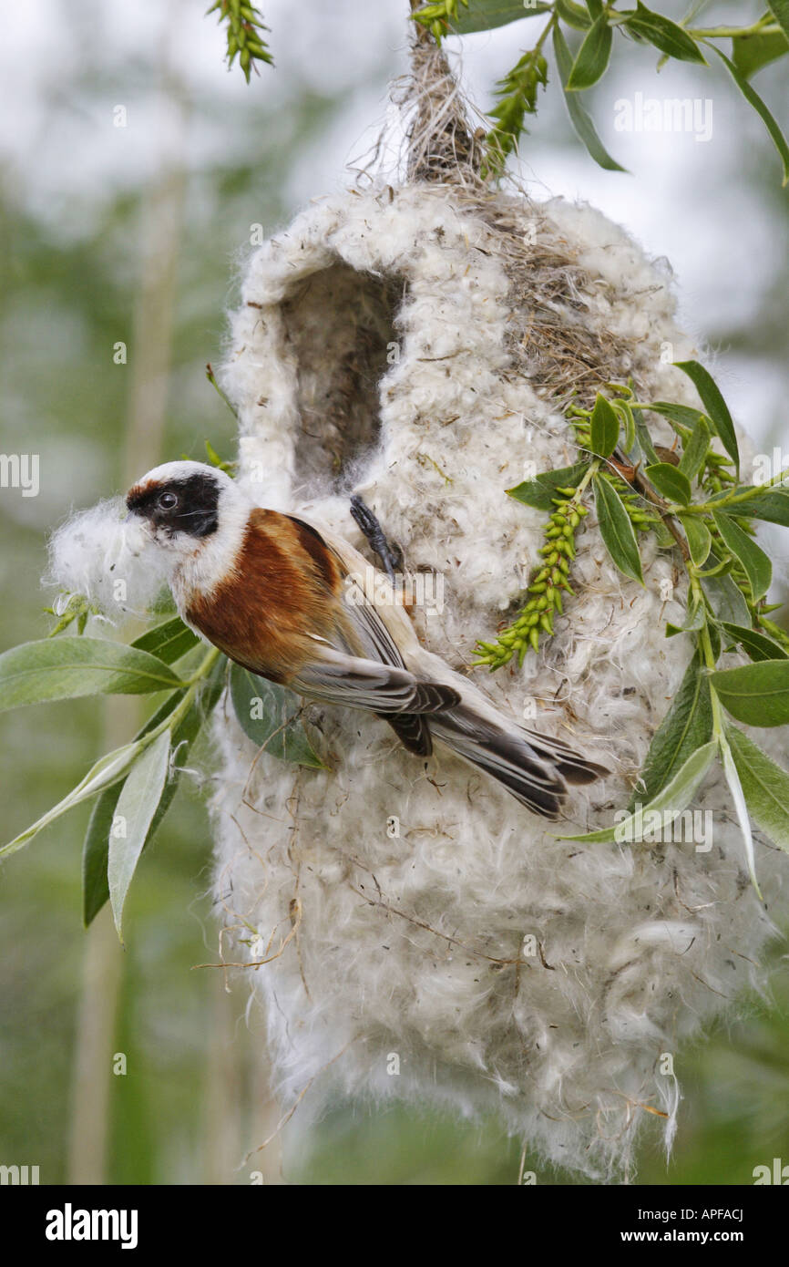 Penduline Tit (Remiz pendulinus) male building nest Stock Photo - Alamy