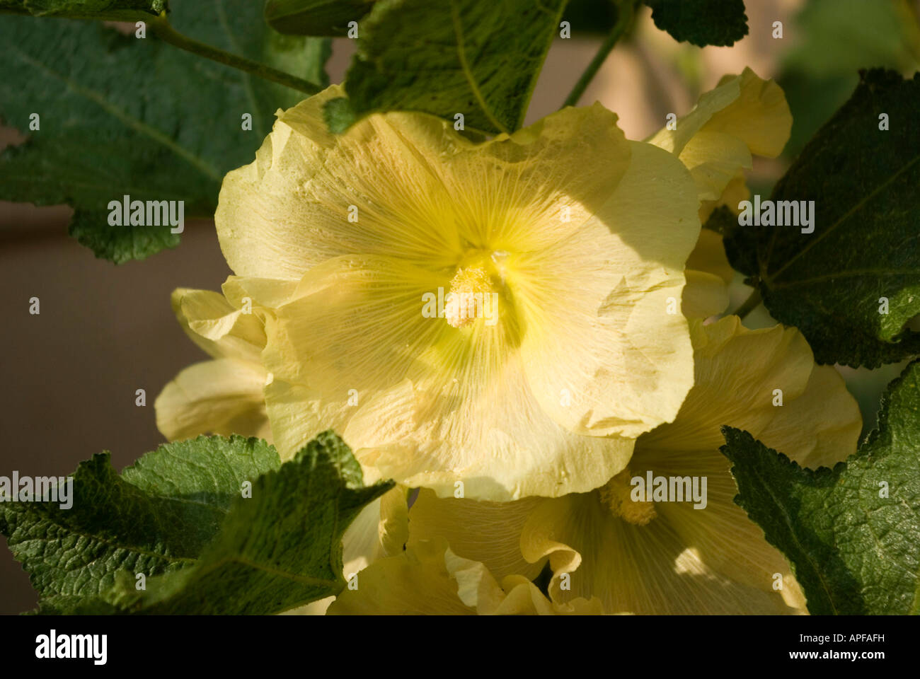 Common Hollyhock Alcea rosea flower in blossom Stock Photo - Alamy