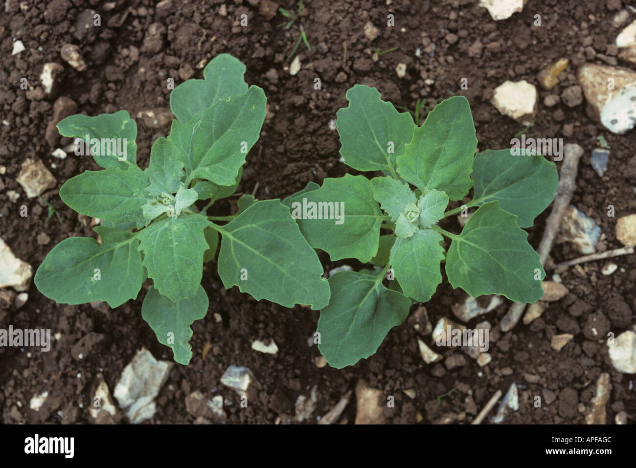 Young Quinoa Plant