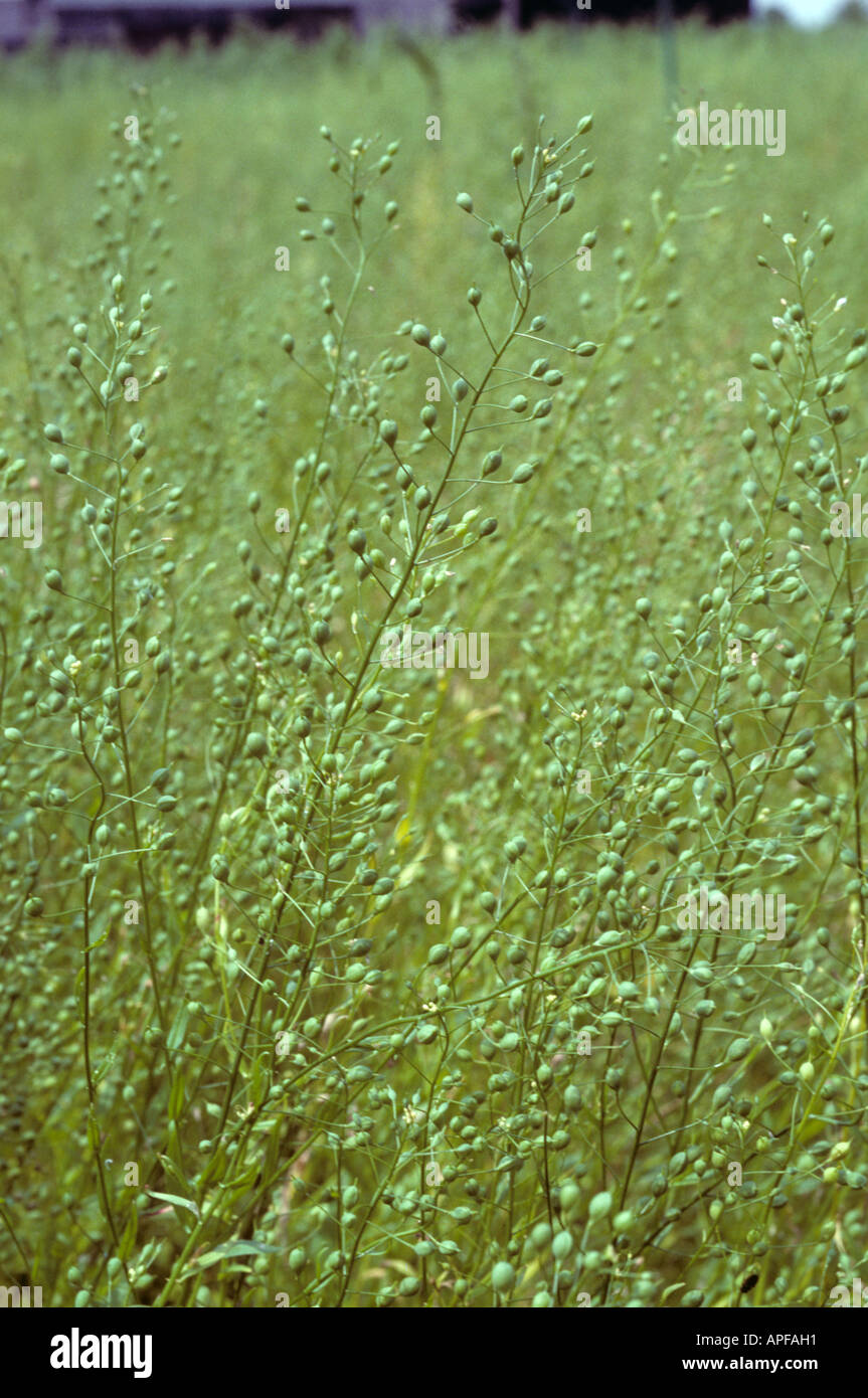 Gold of pleasure Camelina sativa experimental grain crop Stock Photo ...