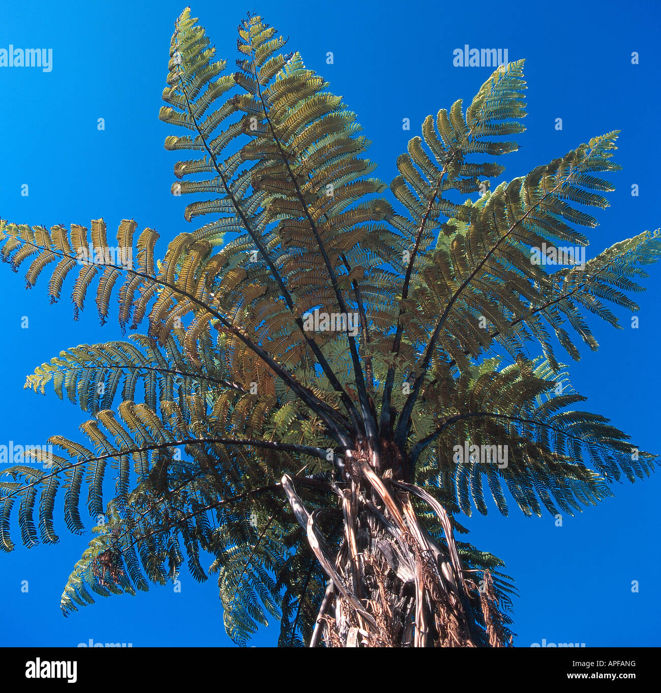 Umbrella fern australia hi-res stock photography and images - Alamy