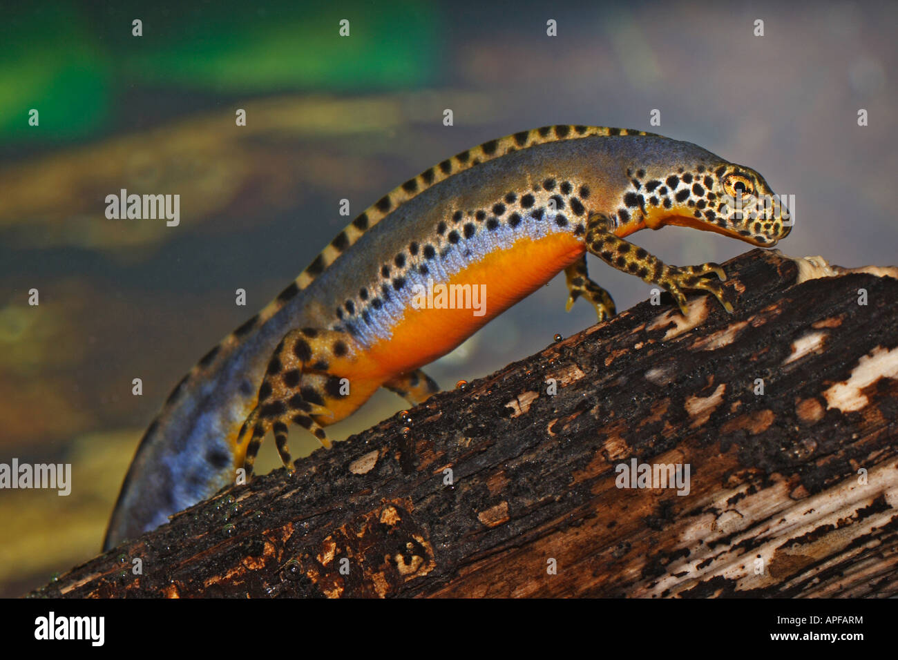 Caudata urodela hi-res stock photography and images - Alamy