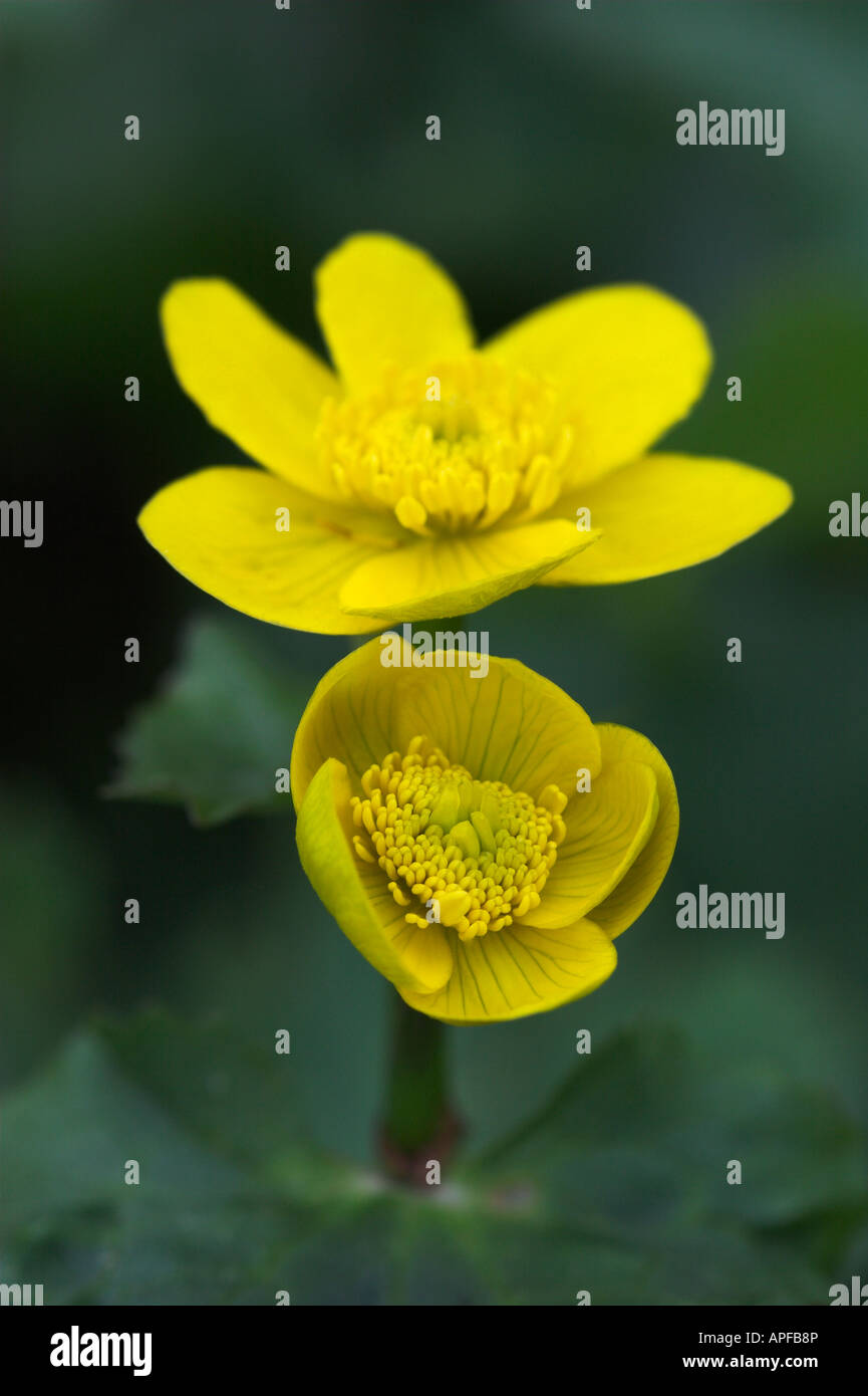 MARSH MARIGOLD Caltha palustris flower Stock Photo - Alamy