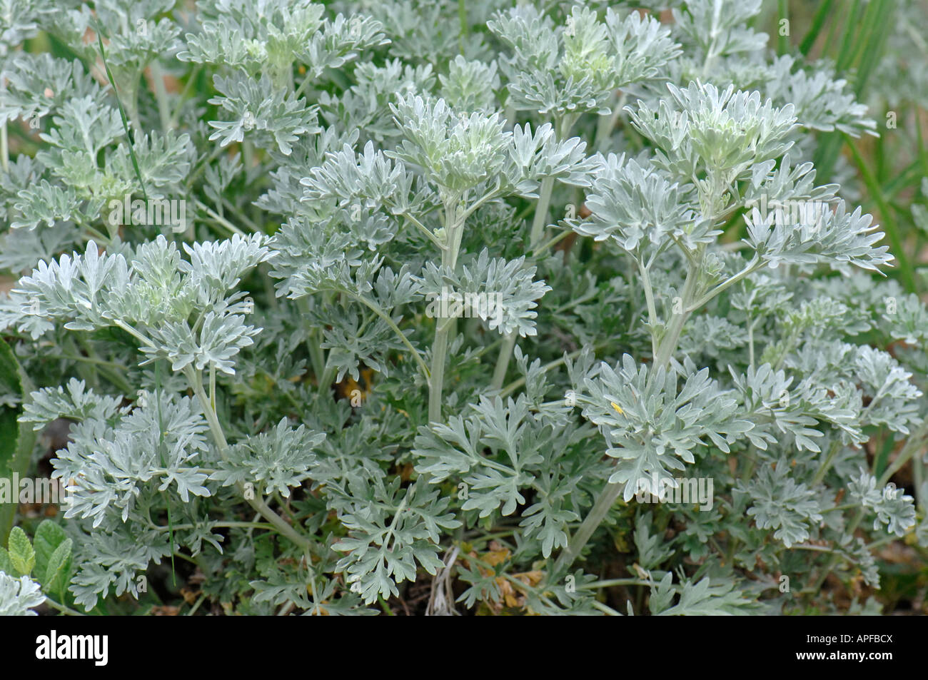 Common wormwood hi-res stock photography and images - Alamy