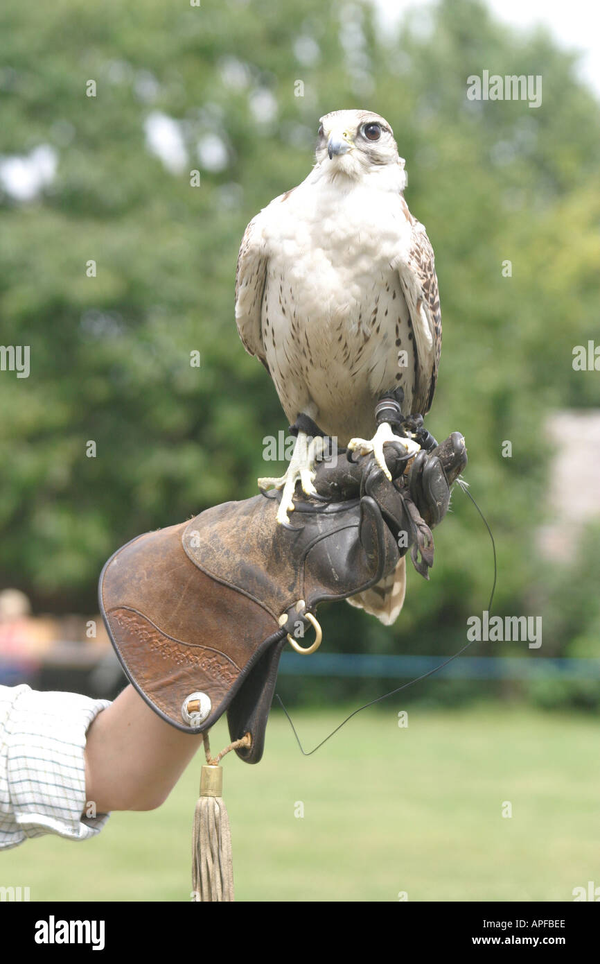 Falconry display in Lydiard Park Swindon Wiltshire Stock Photo - Alamy