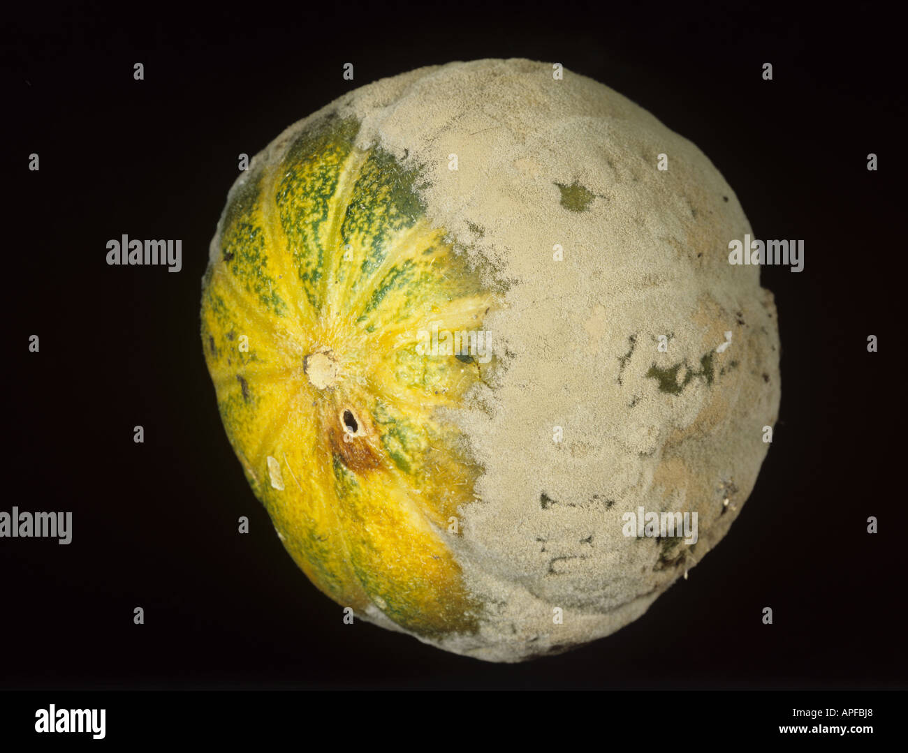 Grey mould botrytis cinerea mycelium hi-res stock photography and ...