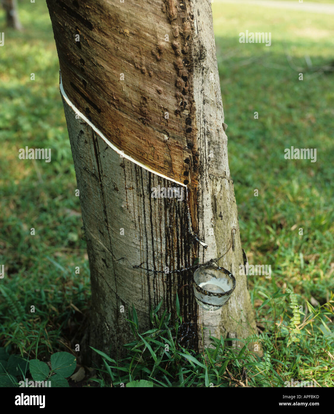 Rubber tree rubber tapping hi-res stock photography and images - Alamy