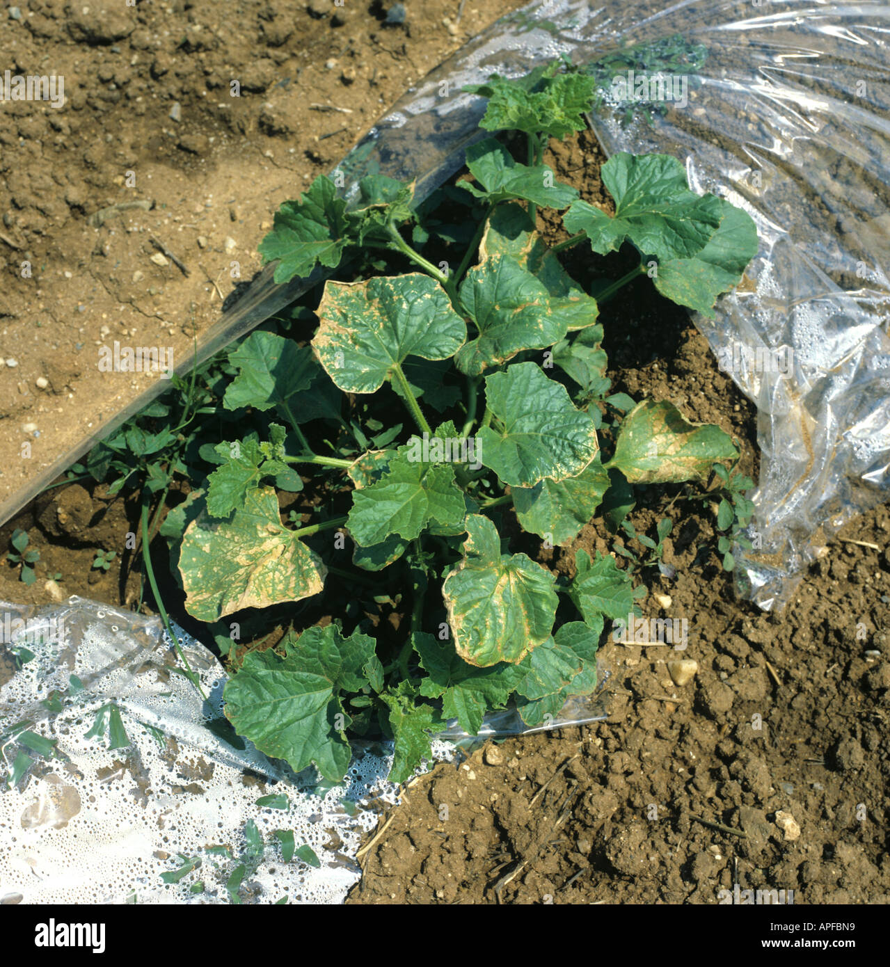 Heat damaged plant leaves hi-res stock photography and images - Alamy