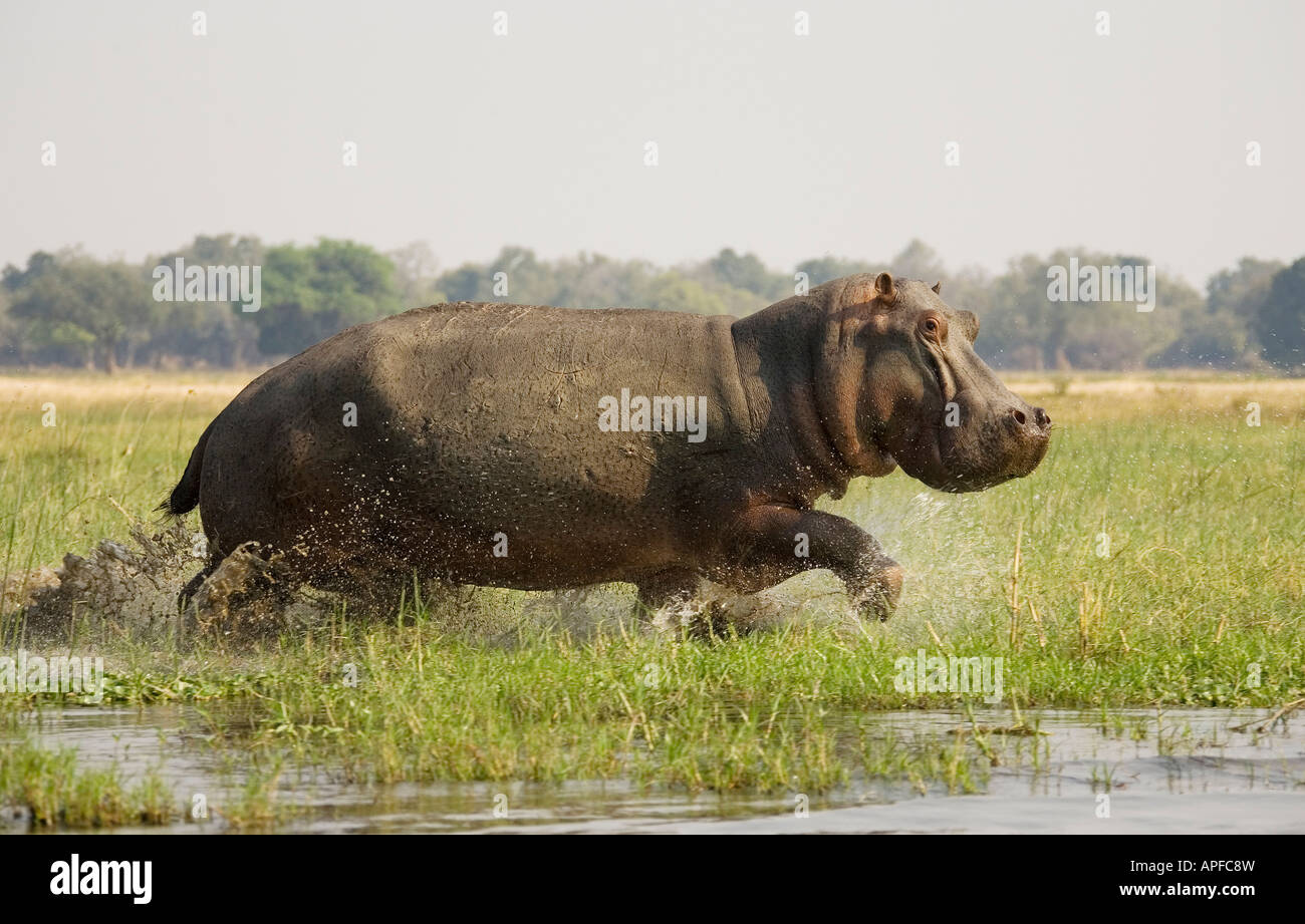 Hippopotamus (Hippopotamus amphibius), startled bull running through ...
