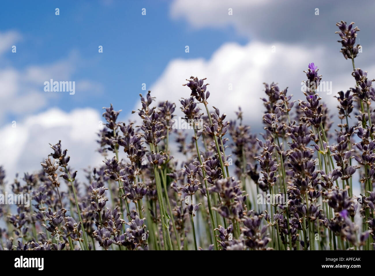 Lavender against a blue sky with clouds Stock Photo - Alamy