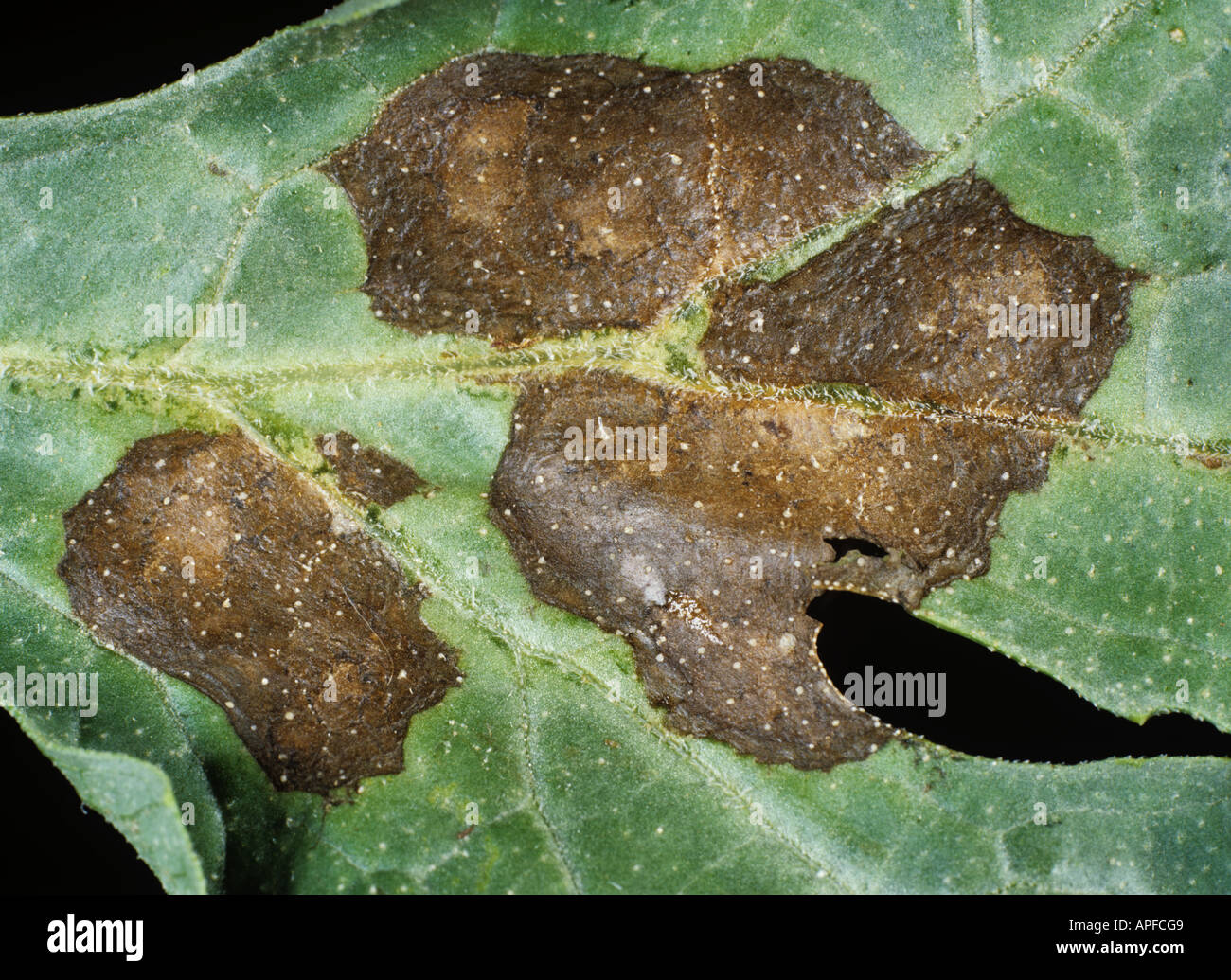 Anthracnose High Resolution Stock Photography and Images - Alamy