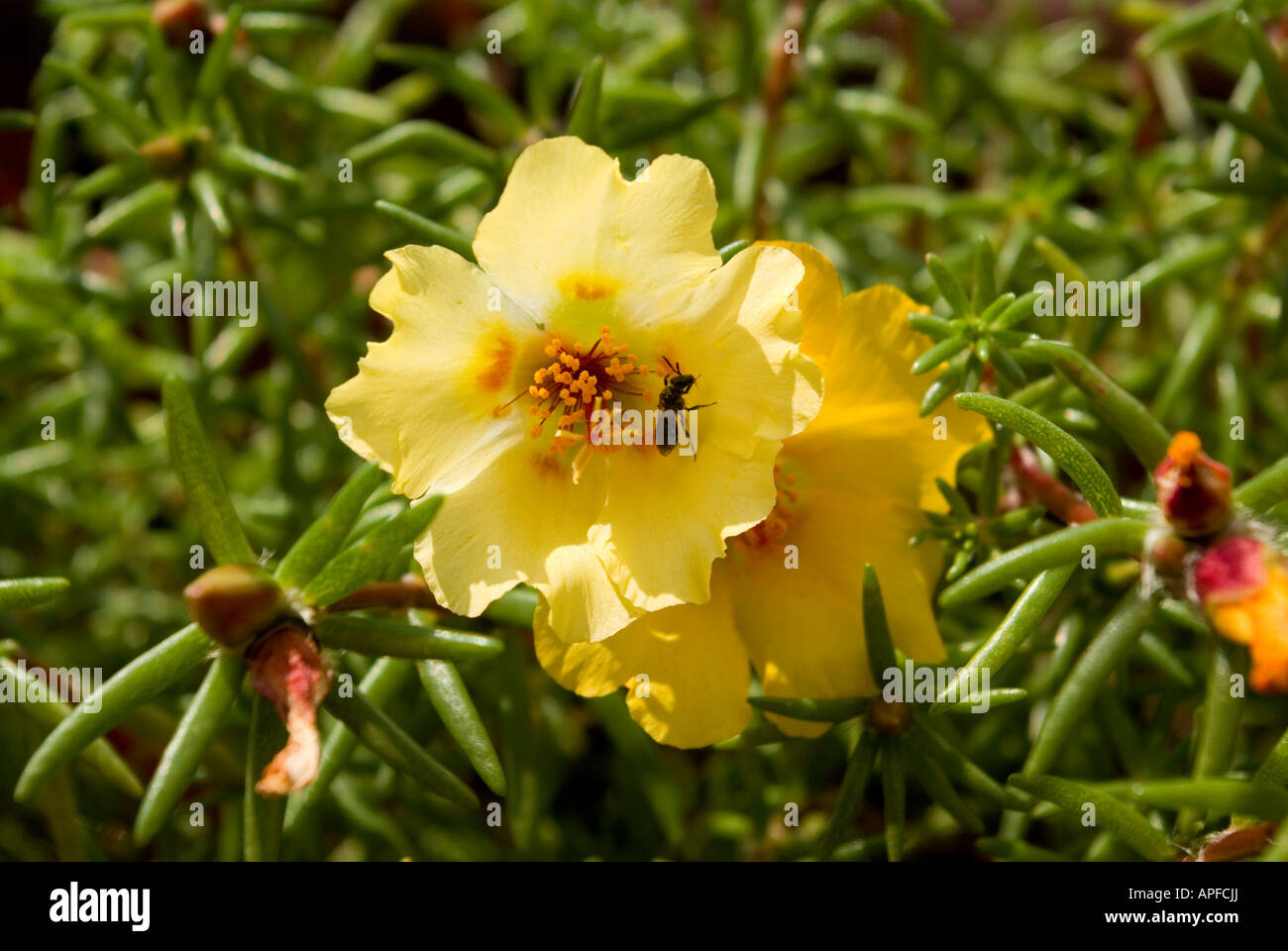Common Purslane Portulaca oleracea also known as Verdolaga Pigweed ...