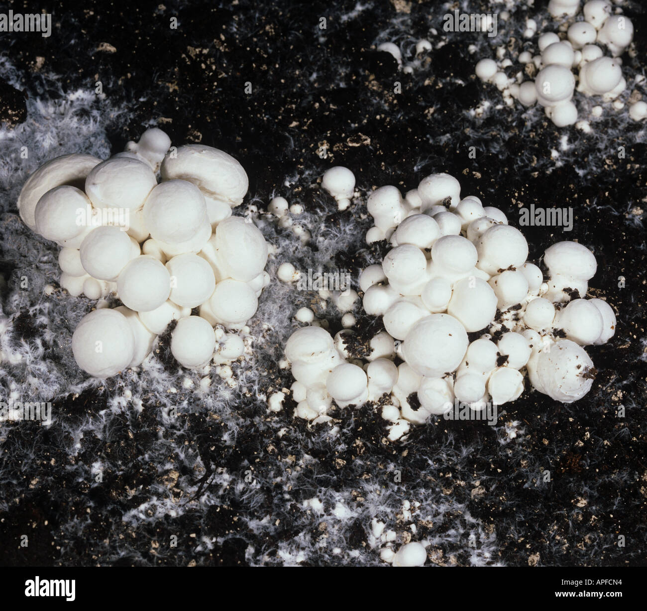 Compost mycelium hi-res stock photography and images - Alamy