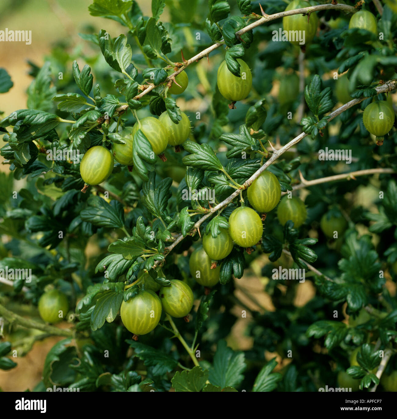 Gooseberry bush uk garden hi-res stock photography and images - Alamy