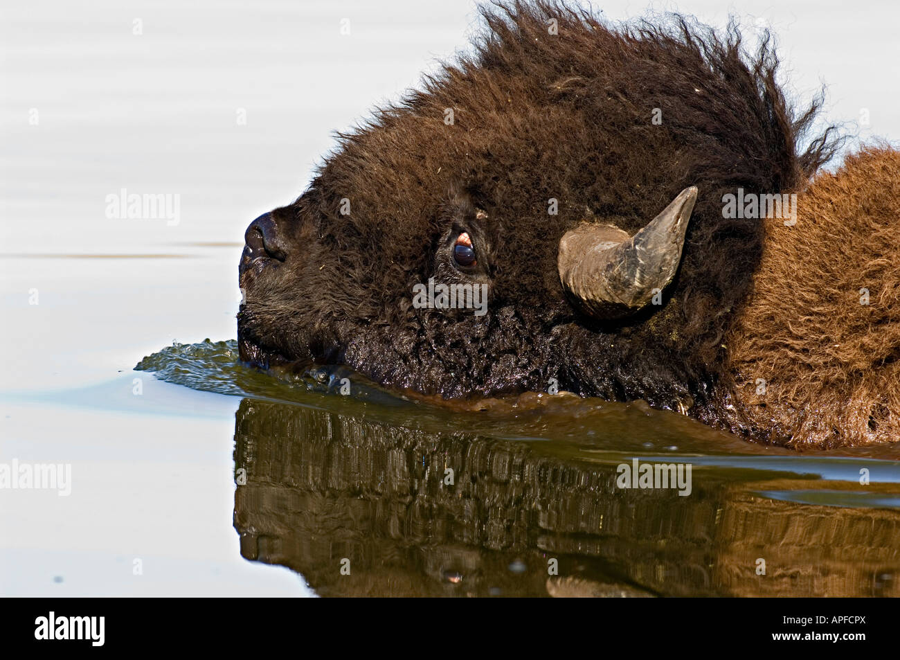 A Bison swimming Stock Photo - Alamy