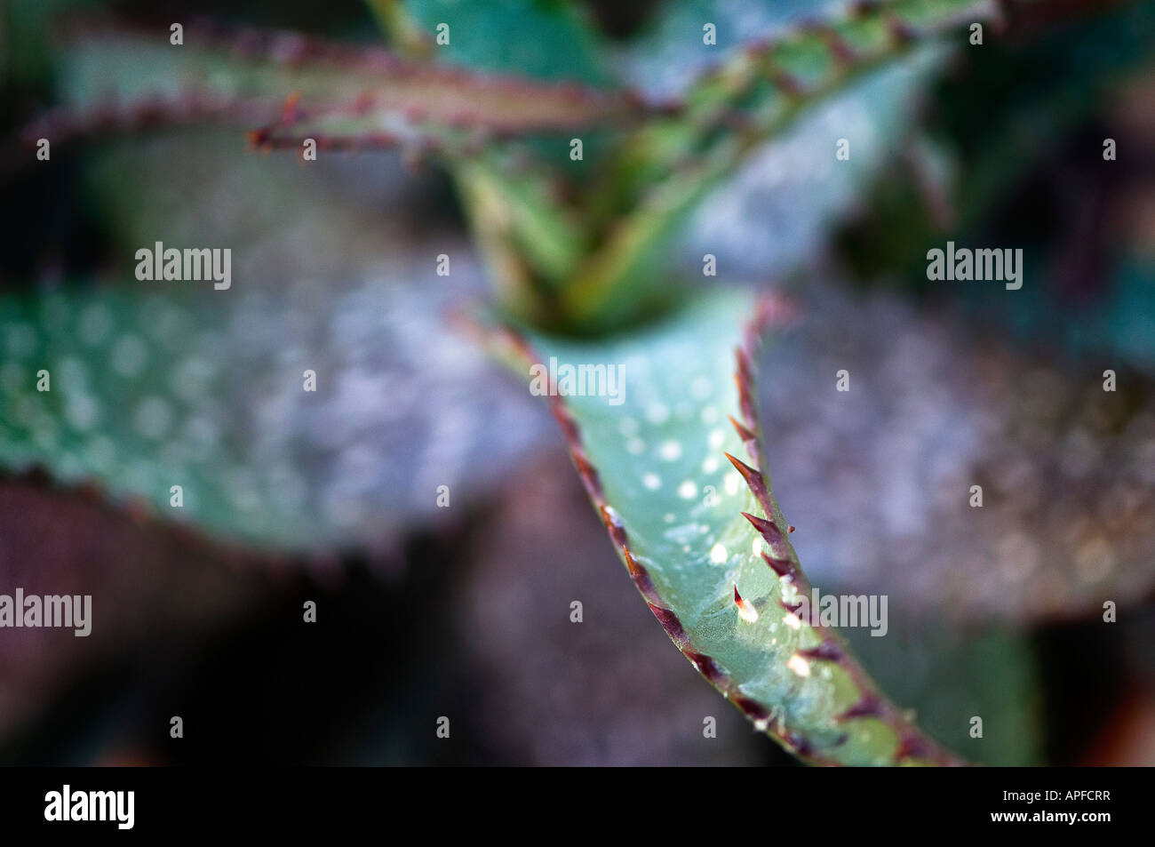 Succulent showing spines. Agave Stock Photo - Alamy
