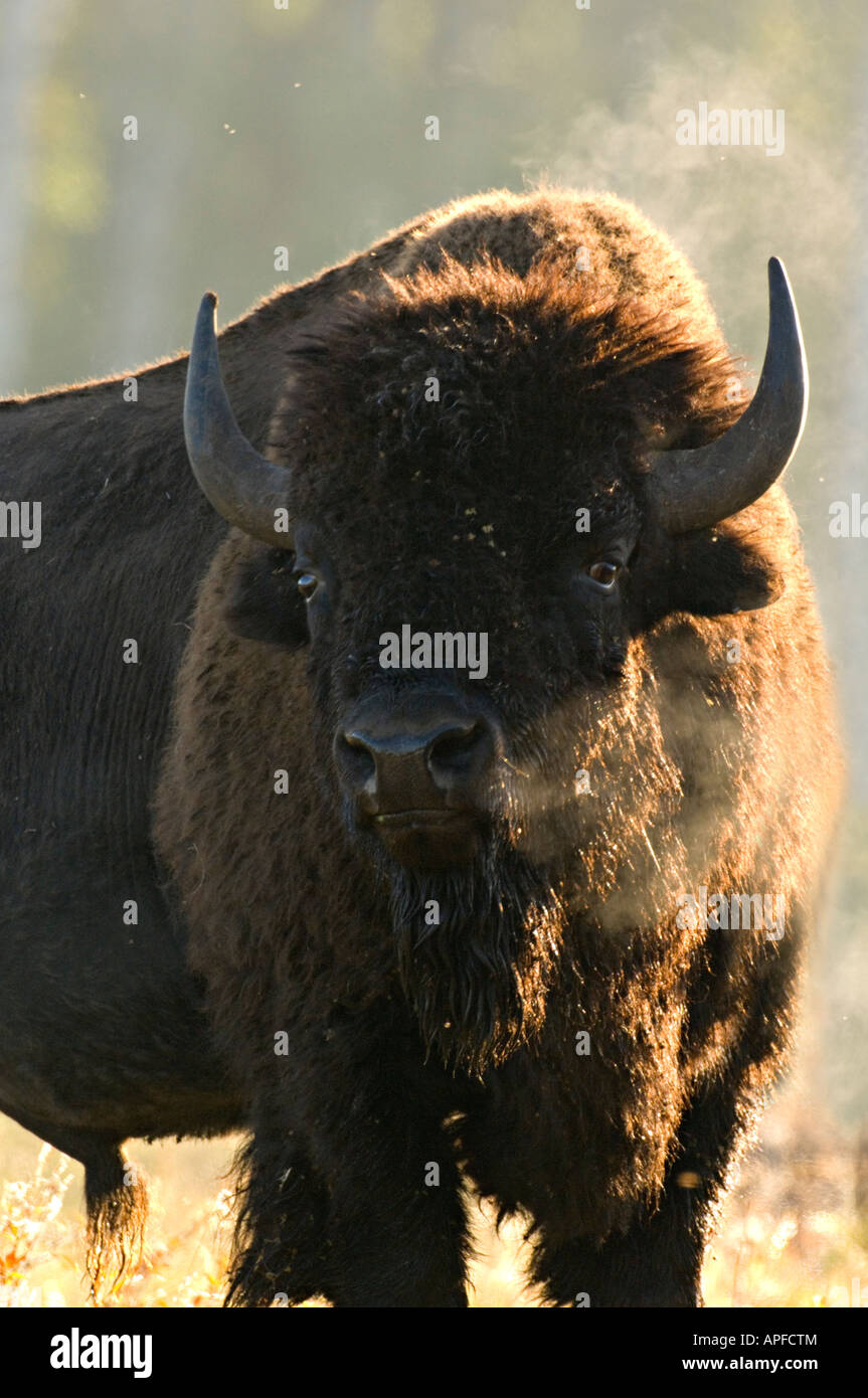 A standing Bison Portrait Stock Photo - Alamy