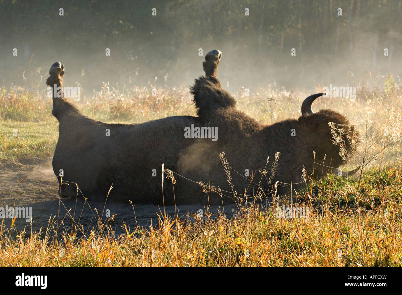 A Bison rolling in dust Stock Photo - Alamy