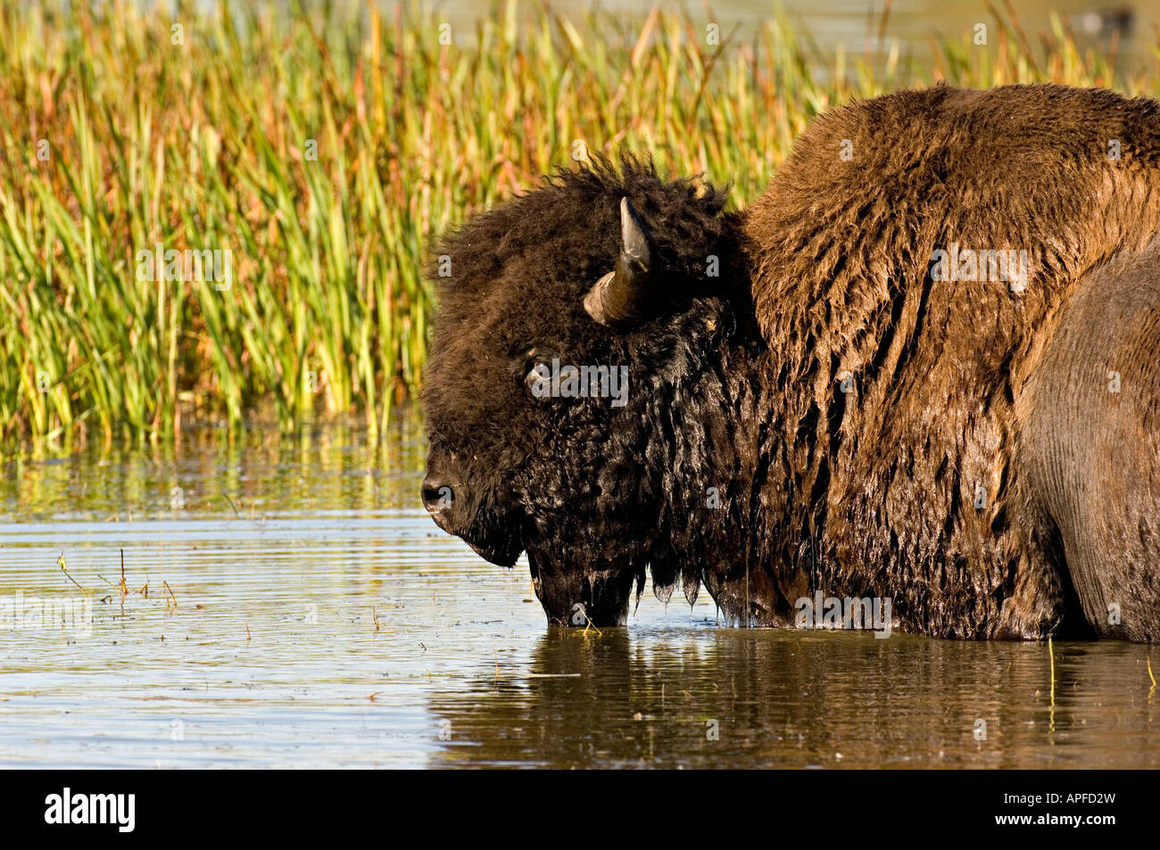 A Bison walking in the lake water Stock Photo - Alamy