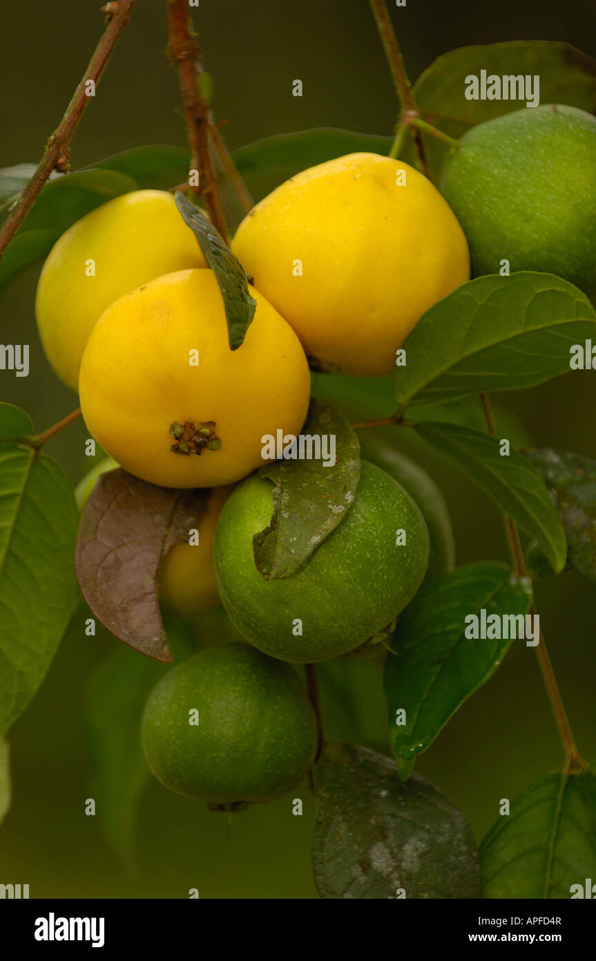 Arasha fruit orchard. A local Ecuadorian tropical fruit used for making ...