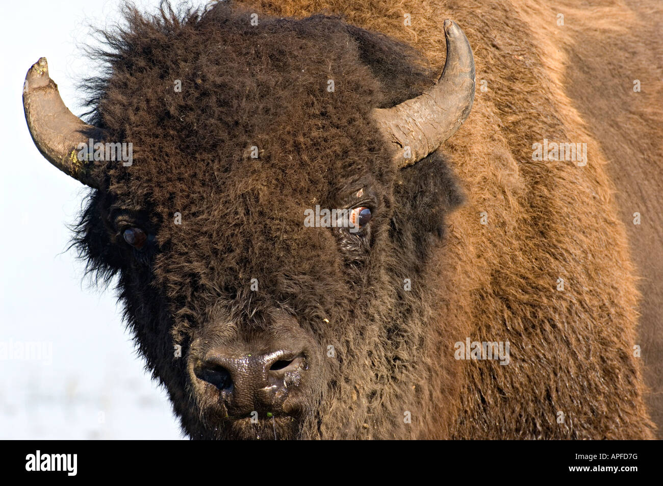 A Bison portrait Stock Photo - Alamy