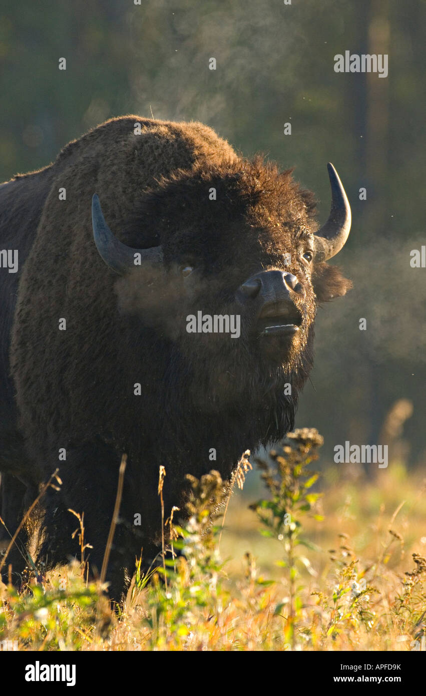 Male buffalo hi-res stock photography and images - Alamy