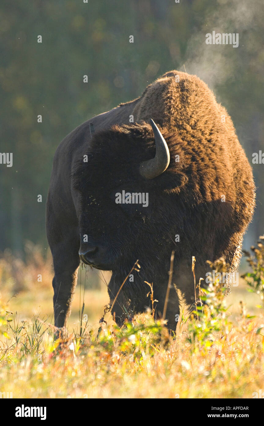 A front view of an adult male Bison Stock Photo - Alamy