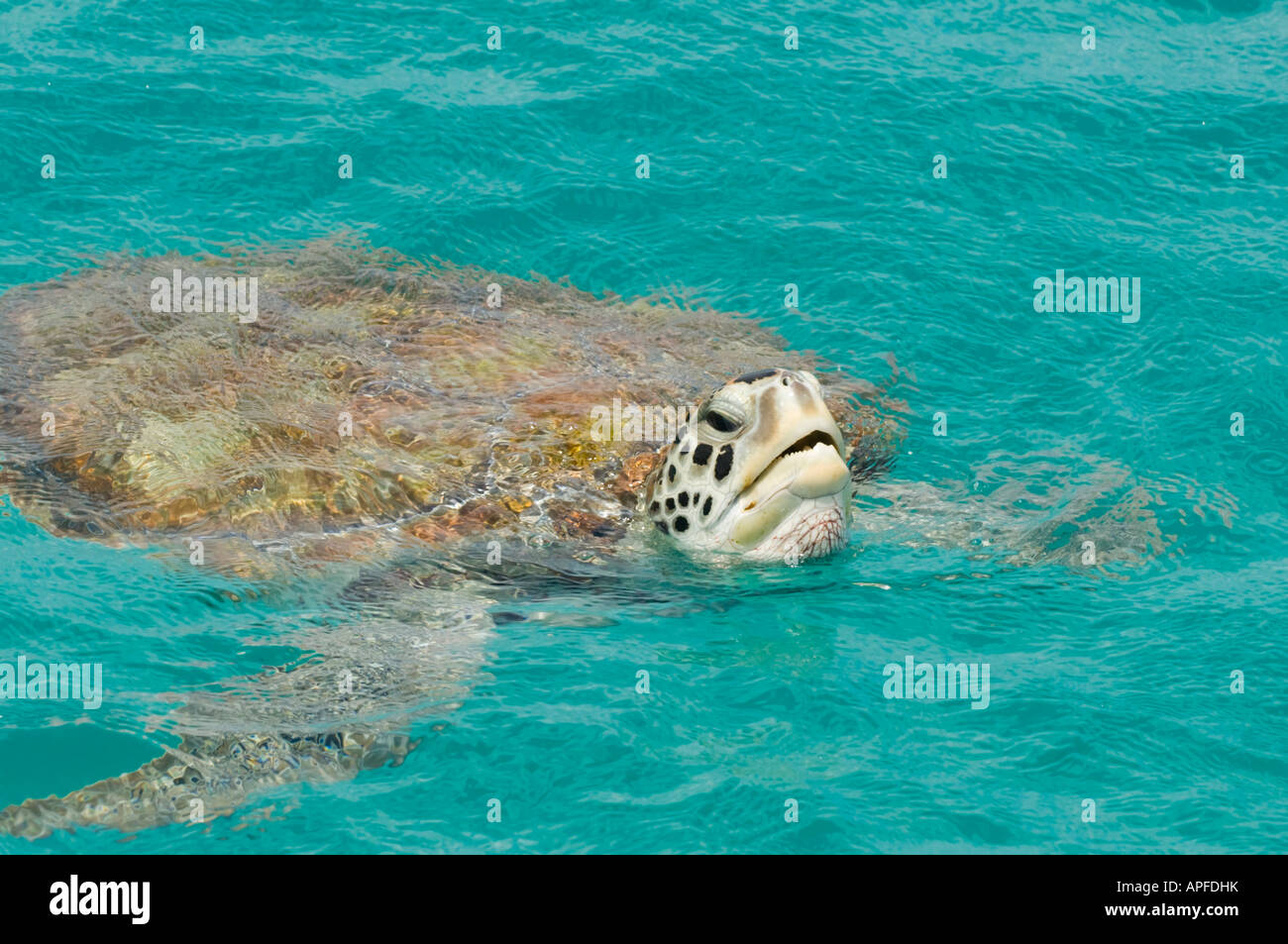 Giant turtle caribbean hi-res stock photography and images - Alamy