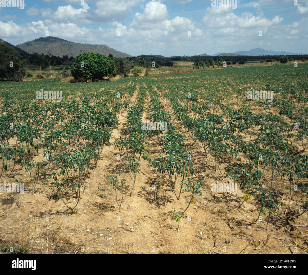 Manioc sticks hi-res stock photography and images - Alamy